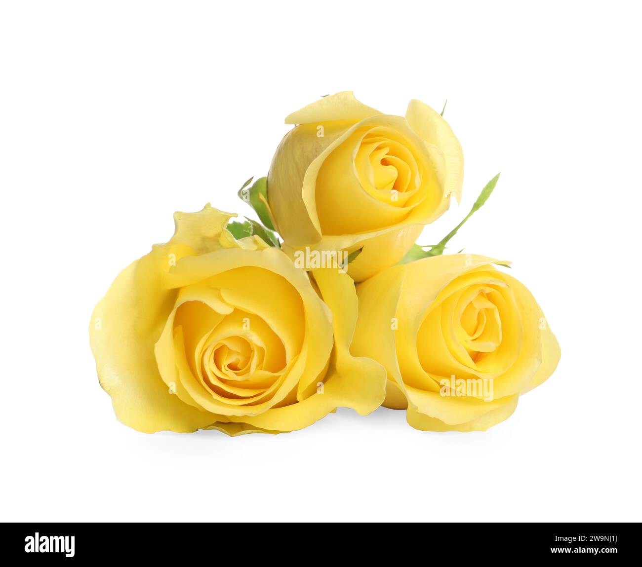 Beautiful fresh yellow roses isolated on white Stock Photo - Alamy