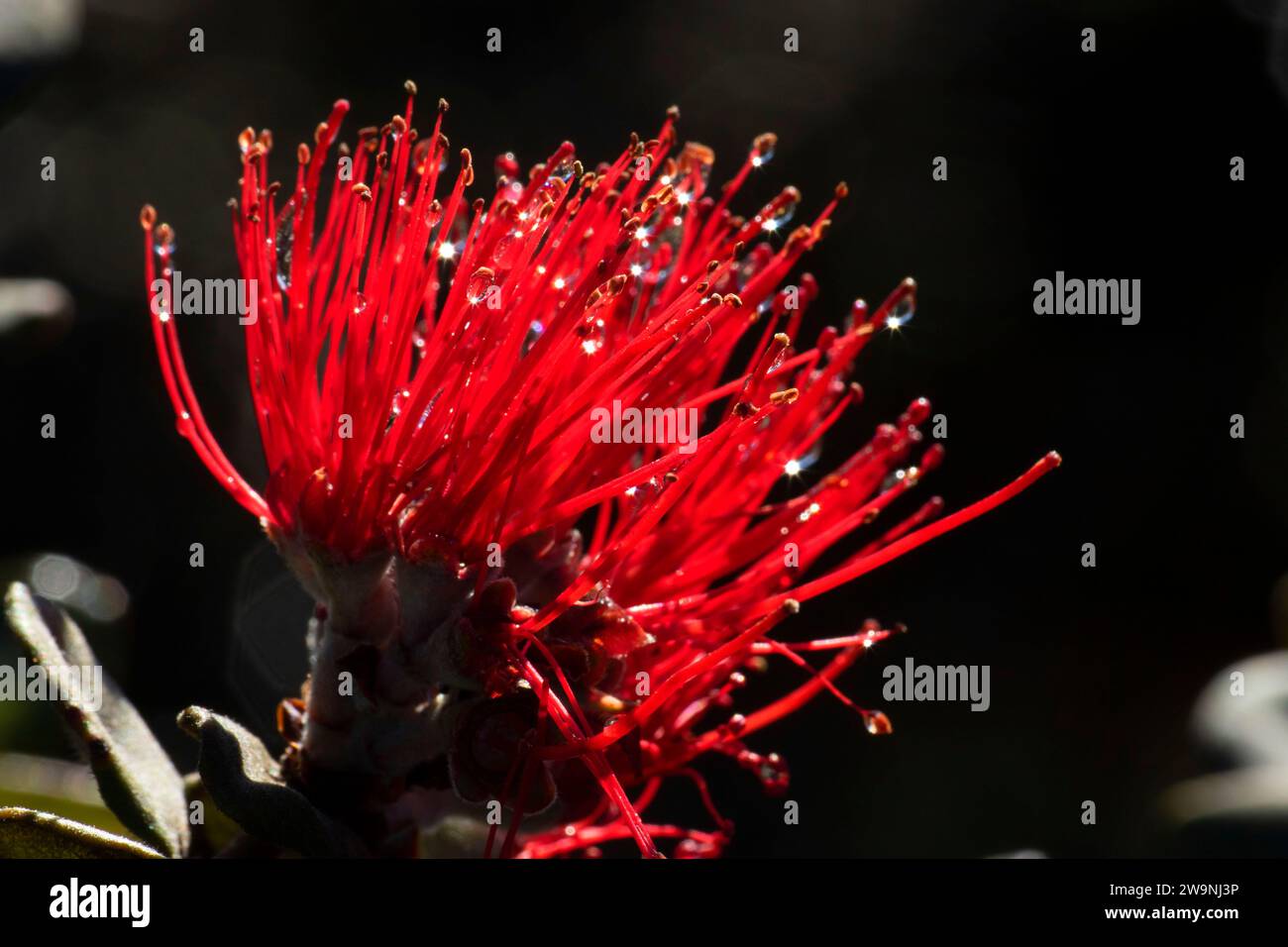 Ohia lehua blossom hi-res stock photography and images - Alamy