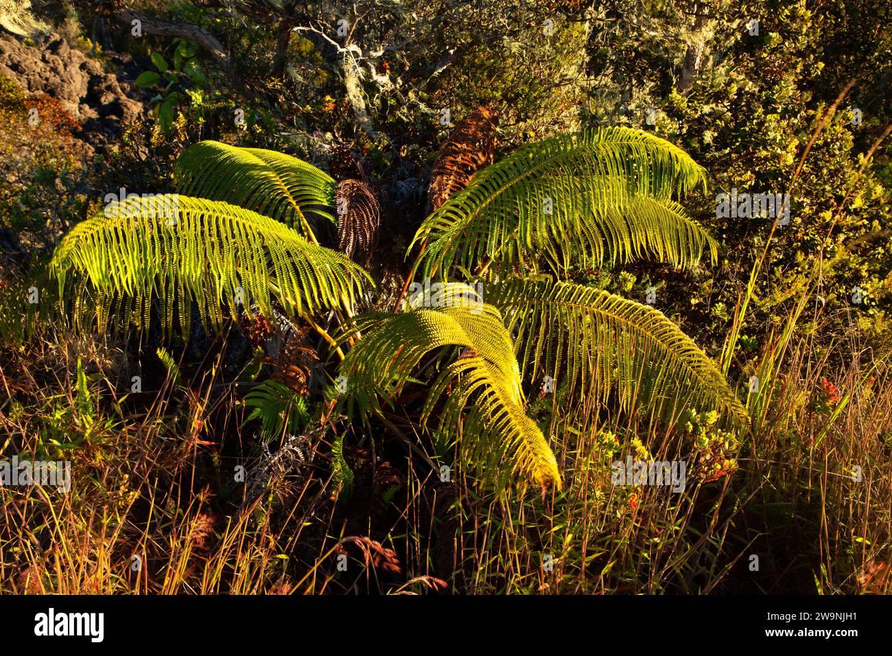 Amaumau fern sadleria cyatheoides hi-res stock photography and images ...