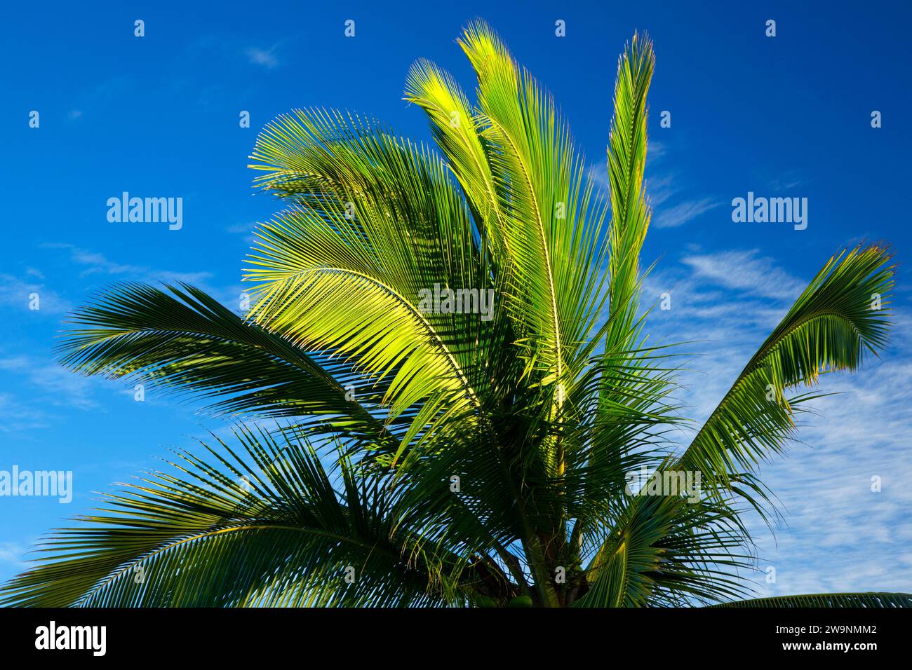Palm tree, Hoona Historic Preserve, Hawaii Stock Photo - Alamy
