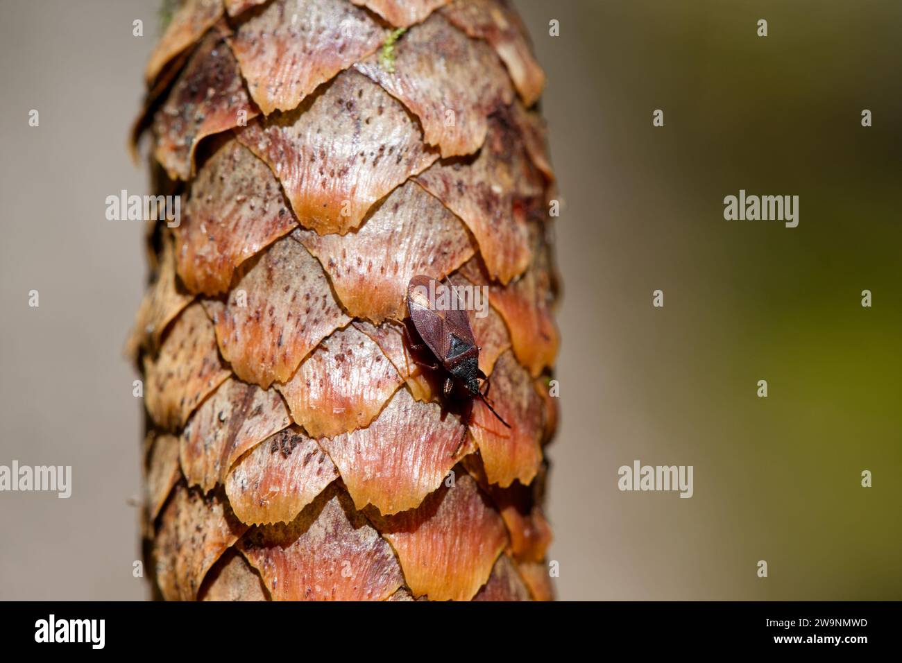 Pine cone bug (Gastrodes grossipes Stock Photo - Alamy