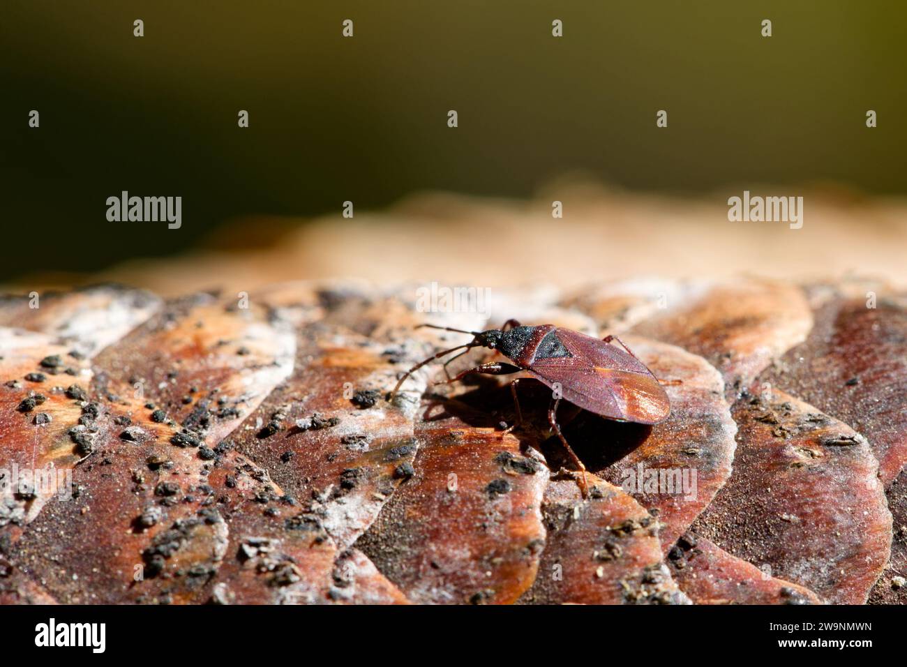 Pine cone bug (Gastrodes grossipes Stock Photo - Alamy