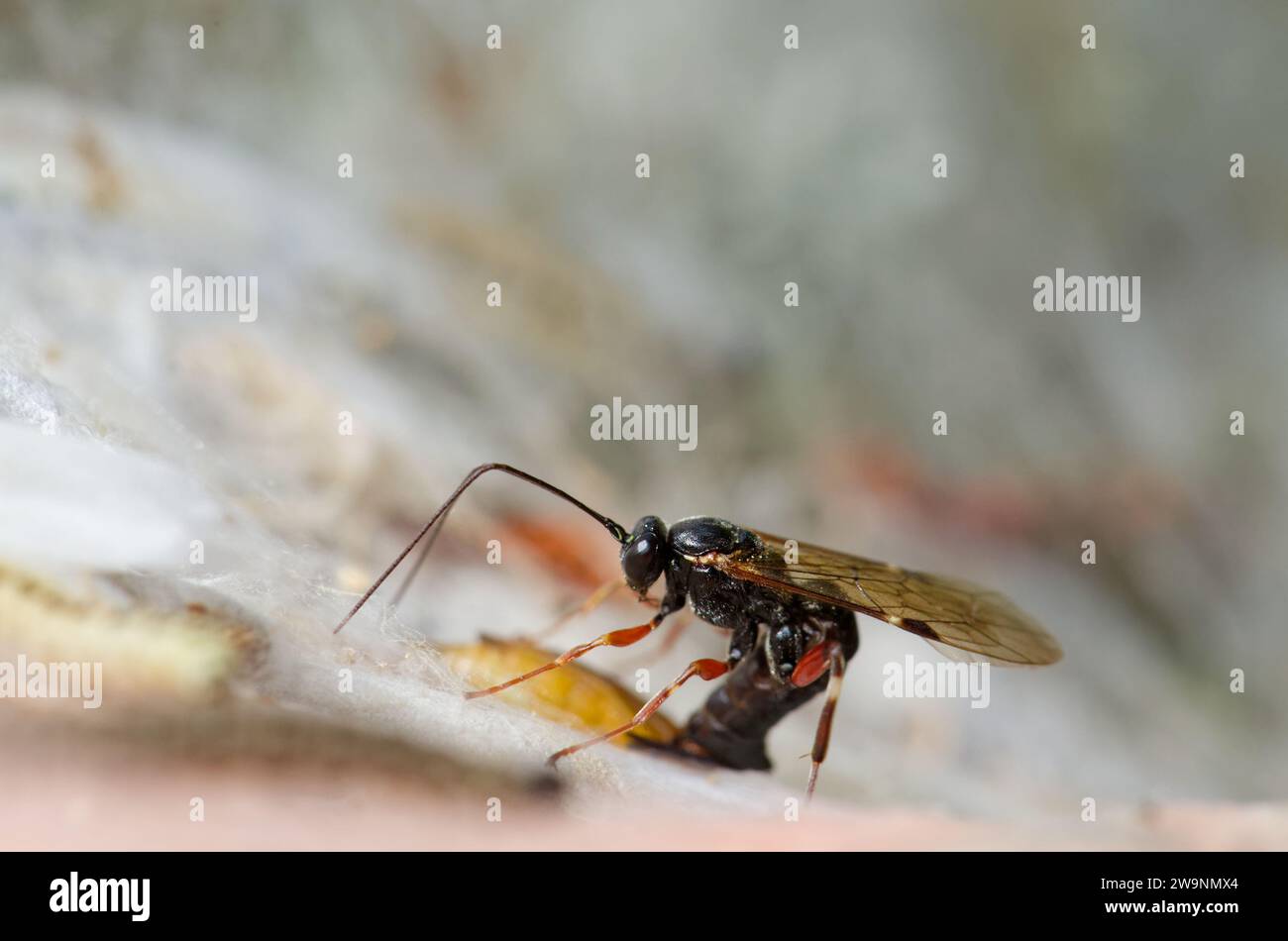 Slip wasp (Pimpla) laying eggs to it's host species, bird-cherry ermine ...