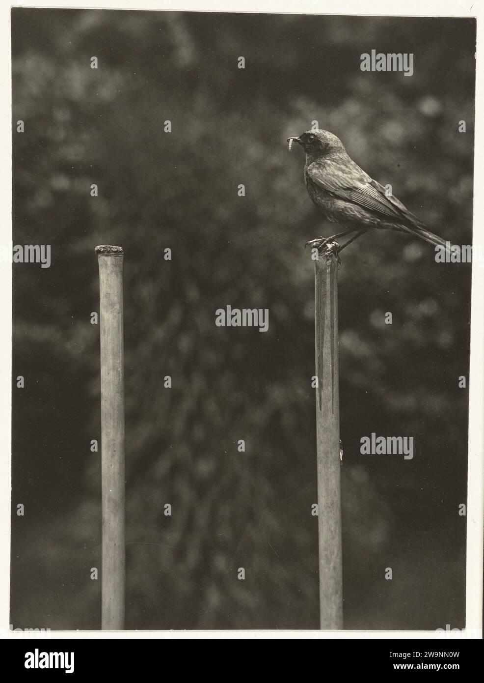 Tepe pole hi-res stock photography and images - Alamy