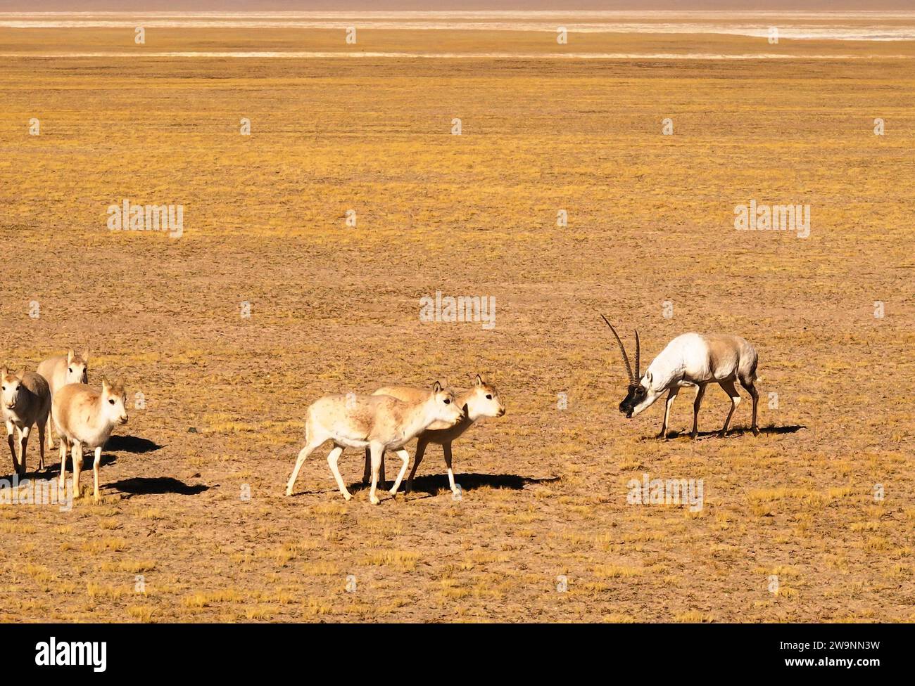 (231229) -- URUMQI, Dec. 29, 2023 (Xinhua) -- This aerial photo taken ...