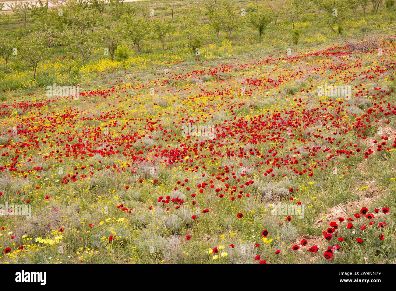 Beautiful poppy field in spring. Azerbaijan Stock Photo - Alamy