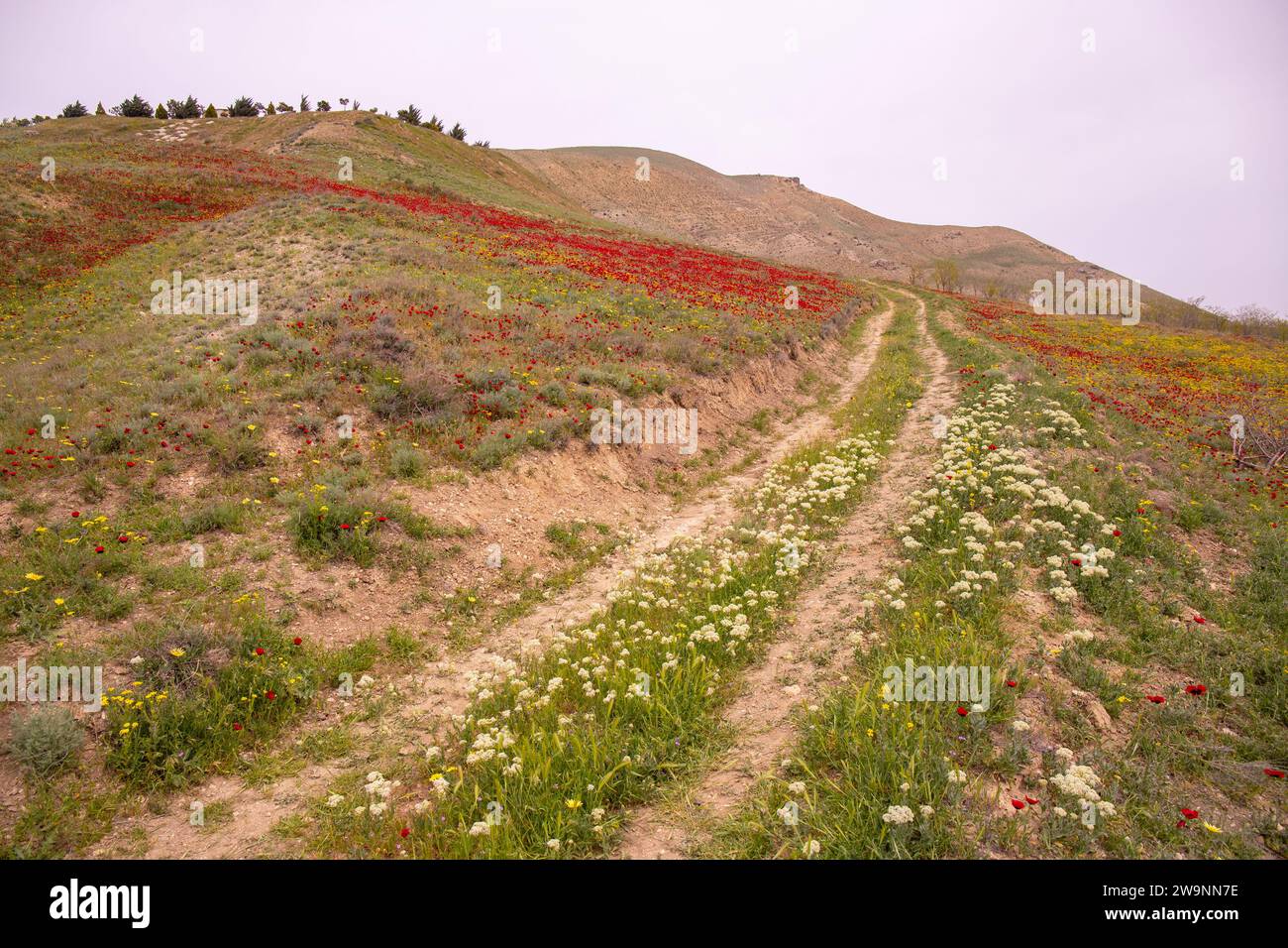 Beautiful poppy field in spring. Azerbaijan Stock Photo - Alamy
