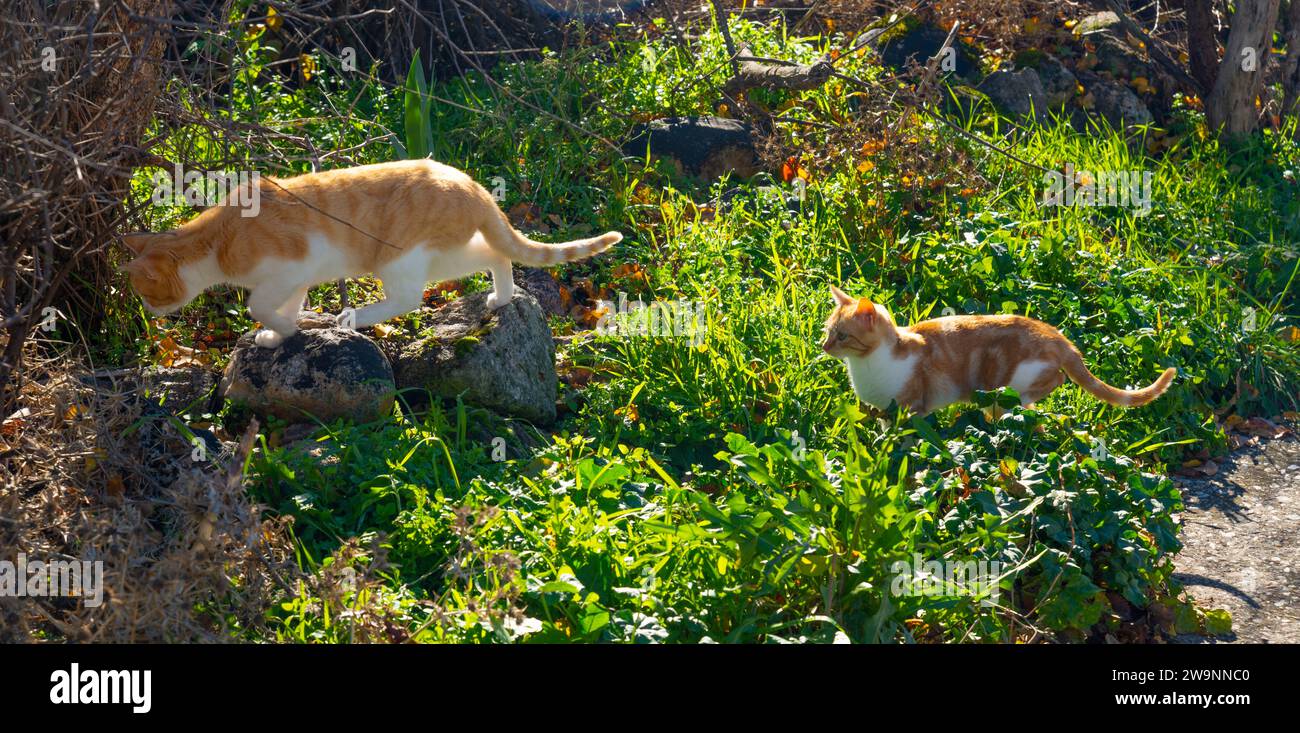 Two cats in nature Stock Photo - Alamy