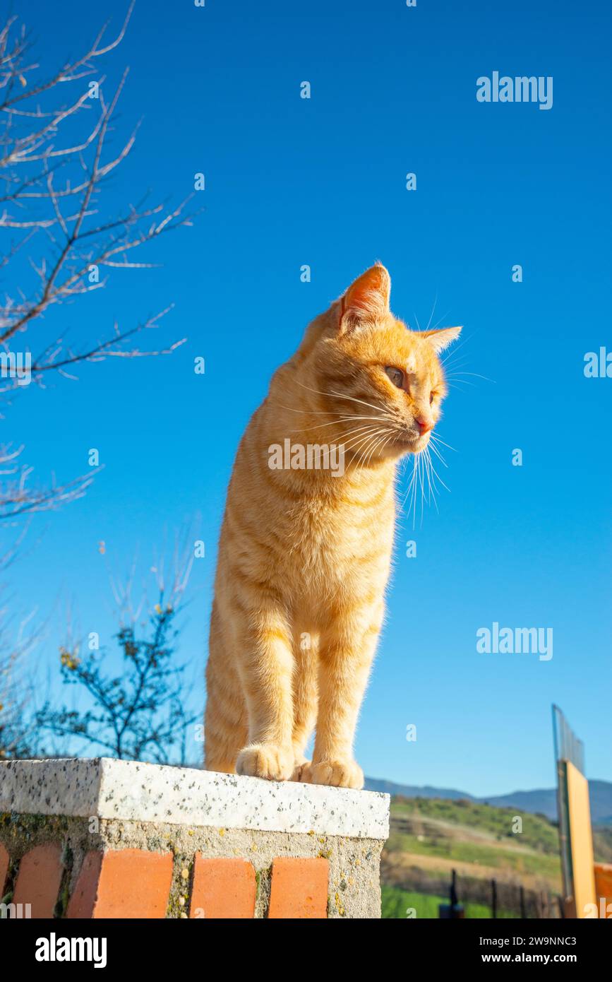 Orange tabby cat Stock Photo - Alamy