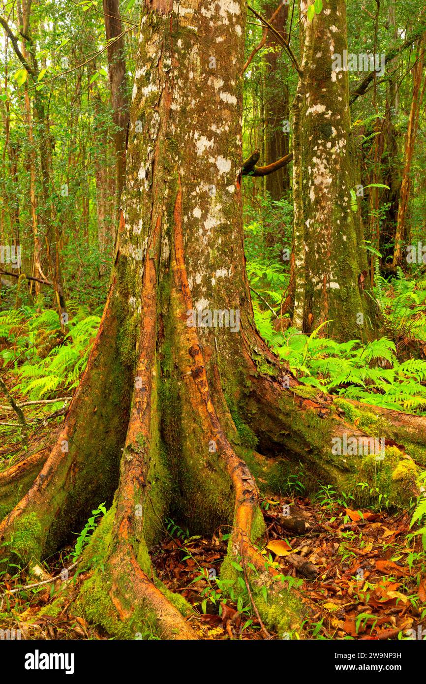 Native forest, Kalopa Native Forest State Park, Hawaii Stock Photo - Alamy