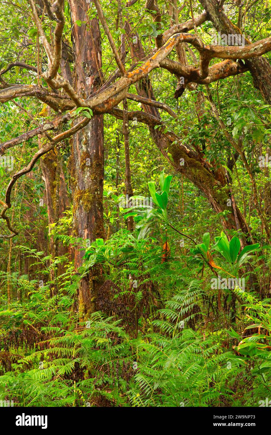 Native forest, Kalopa Native Forest State Park, Hawaii Stock Photo - Alamy