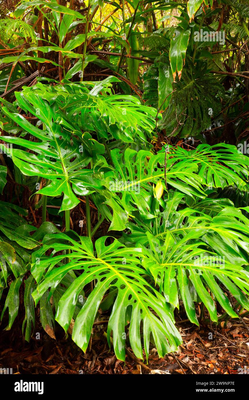 Swiss cheese plant (Monstera deliciosa), Kalopa Native Forest State ...