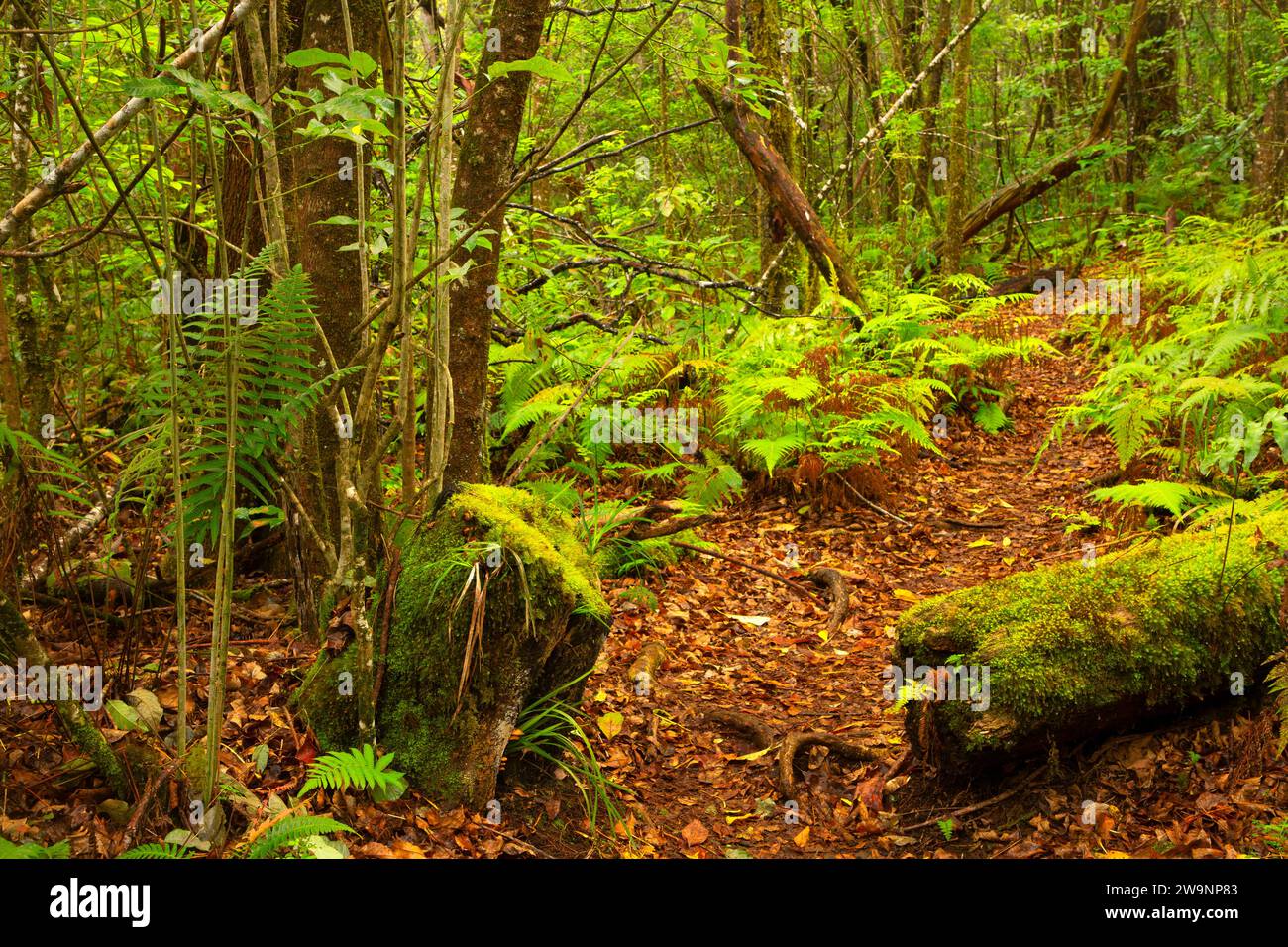 Native Forest Nature Trail, Kalopa Native Forest State Park, Hawaii ...