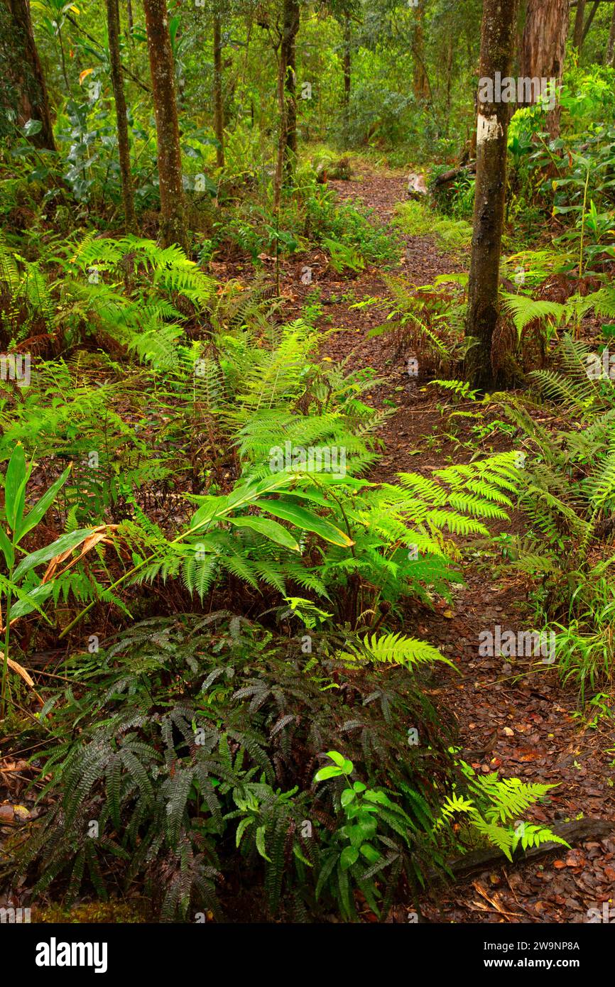 Native Forest Nature Trail, Kalopa Native Forest State Park, Hawaii ...