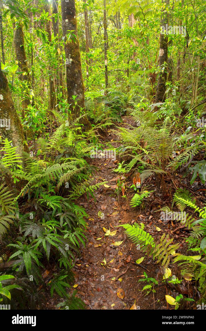 Native Forest Nature Trail, Kalopa Native Forest State Park, Hawaii ...