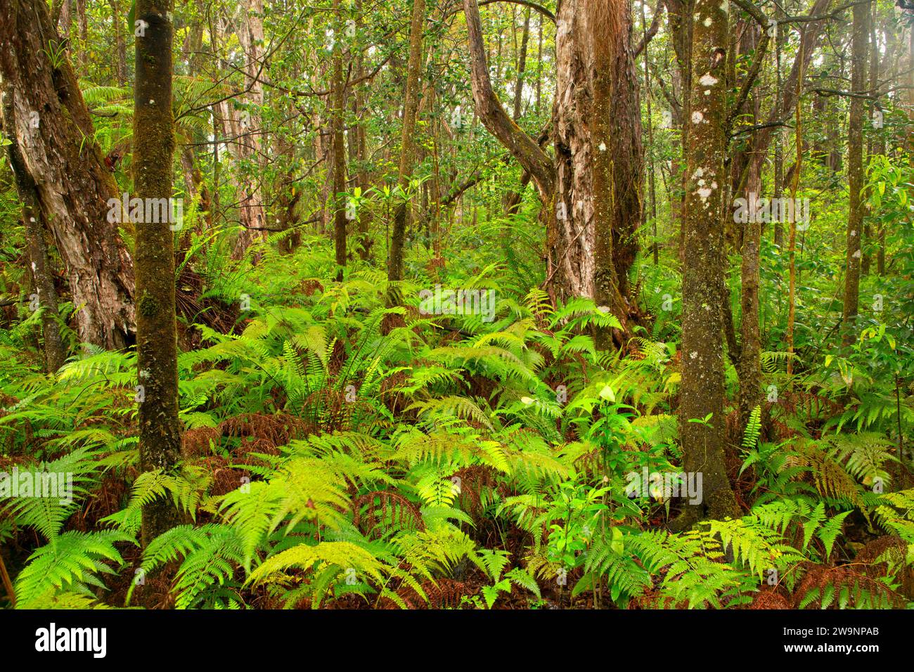 Forest along Native Forest Nature Trail, Kalopa Native Forest State ...