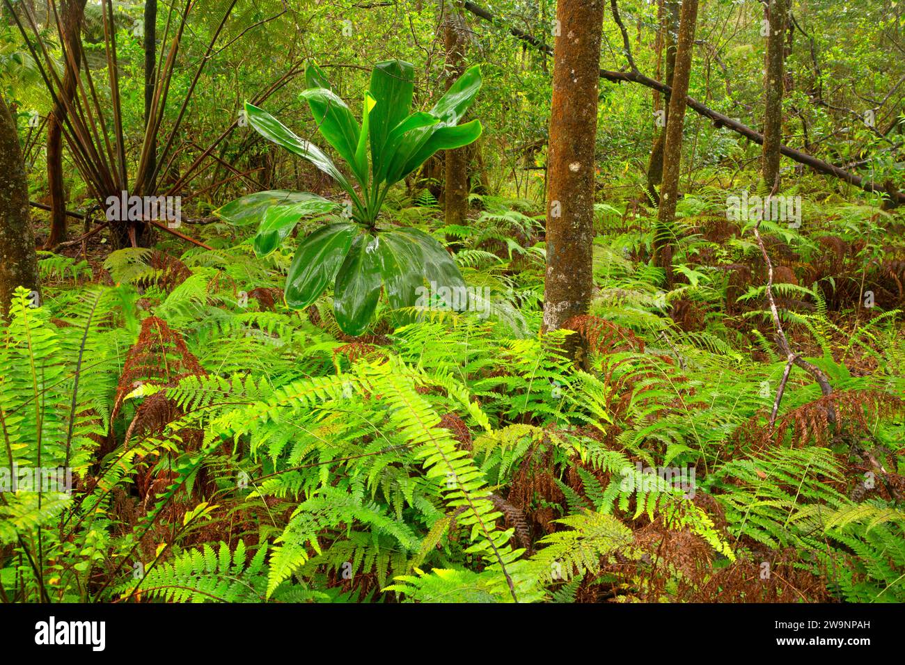 Forest along Native Forest Nature Trail, Kalopa Native Forest State ...