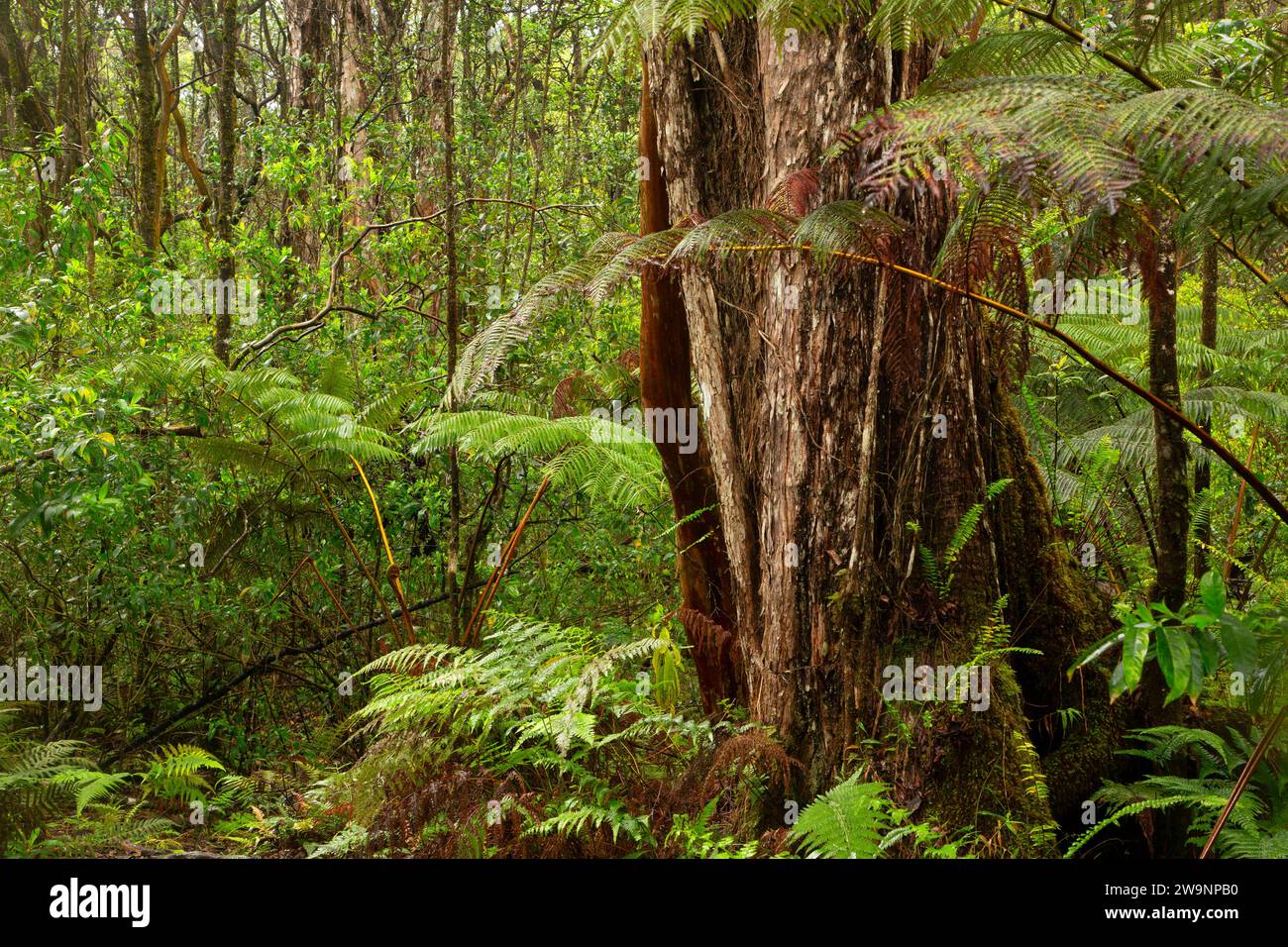 Forest along Native Forest Nature Trail, Kalopa Native Forest State ...