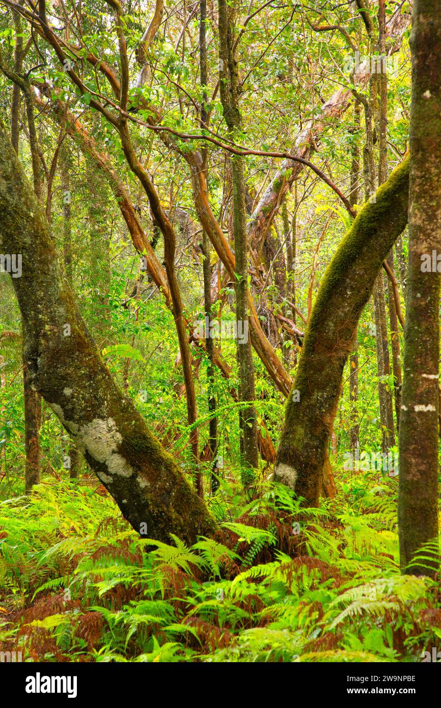 Forest along Native Forest Nature Trail, Kalopa Native Forest State ...