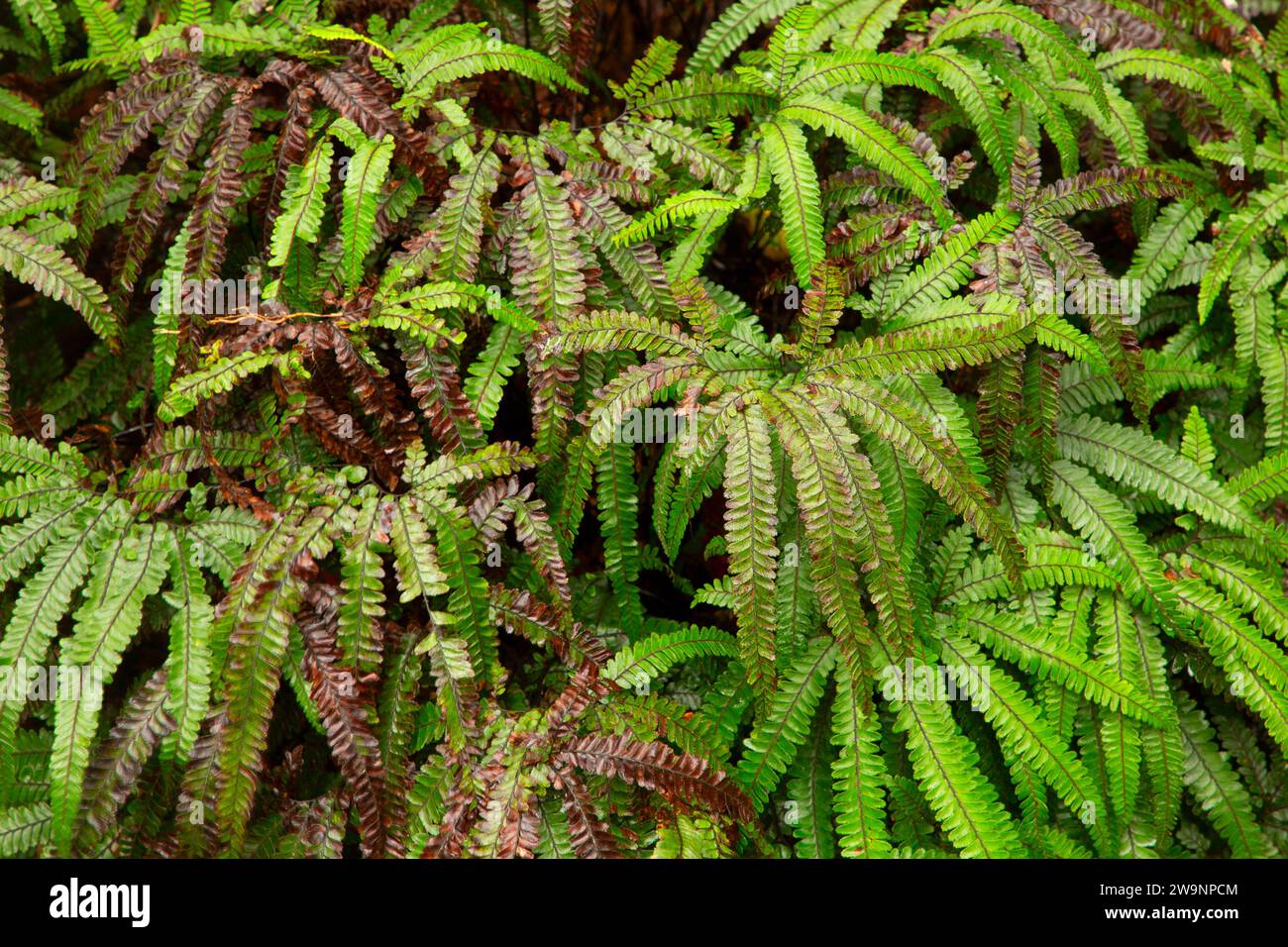 Forest along Native Forest Nature Trail, Kalopa Native Forest State ...
