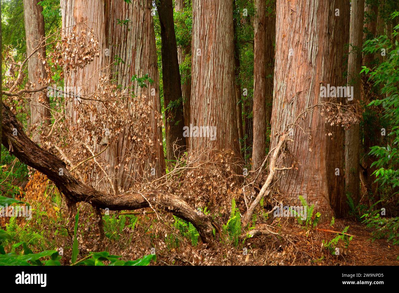 Forest along Native Forest Nature Trail, Kalopa Native Forest State ...