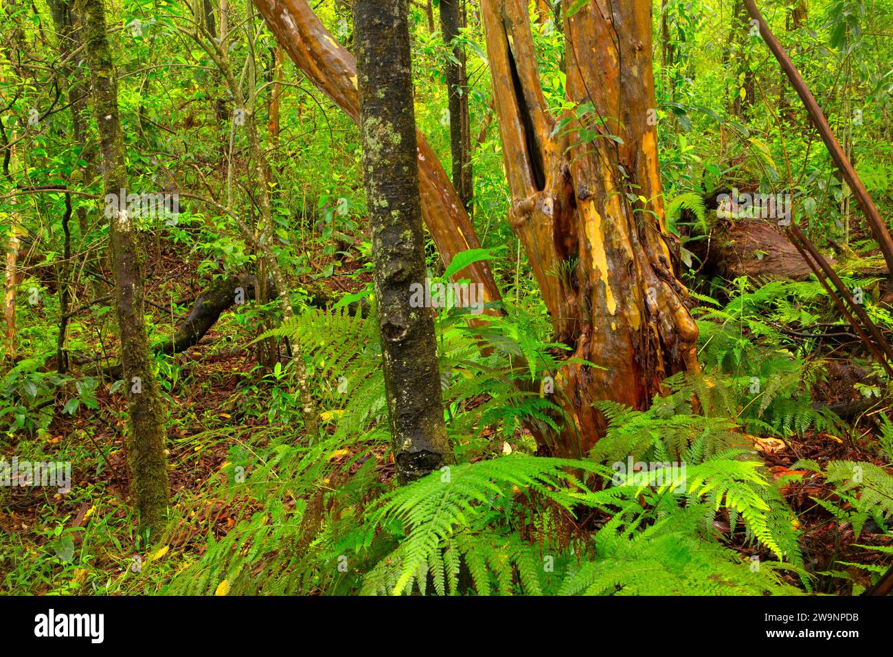 Forest along Native Forest Nature Trail, Kalopa Native Forest State ...