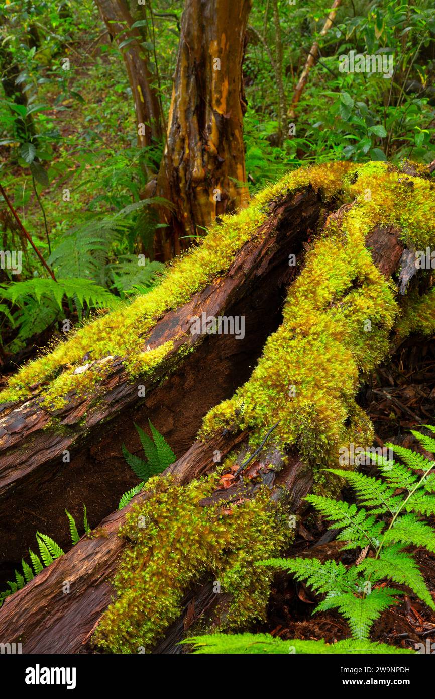 Forest along Native Forest Nature Trail, Kalopa Native Forest State ...