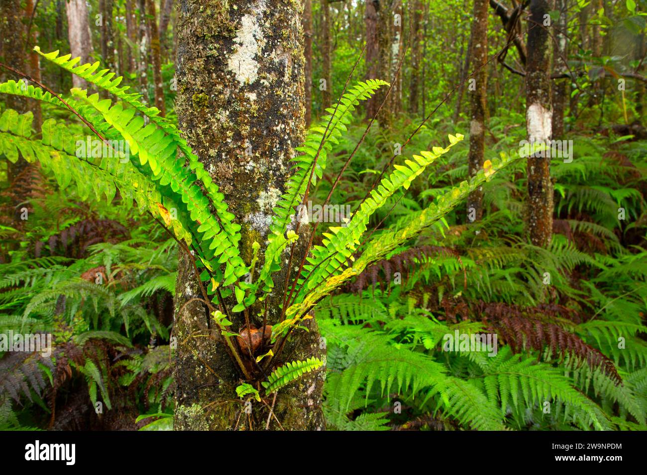 Forest along Native Forest Nature Trail, Kalopa Native Forest State ...