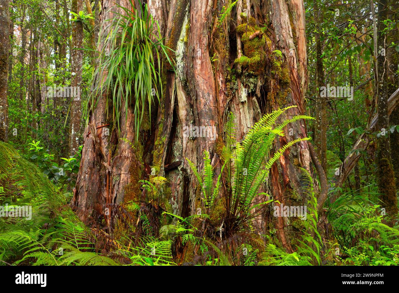 Forest along Native Forest Nature Trail, Kalopa Native Forest State ...