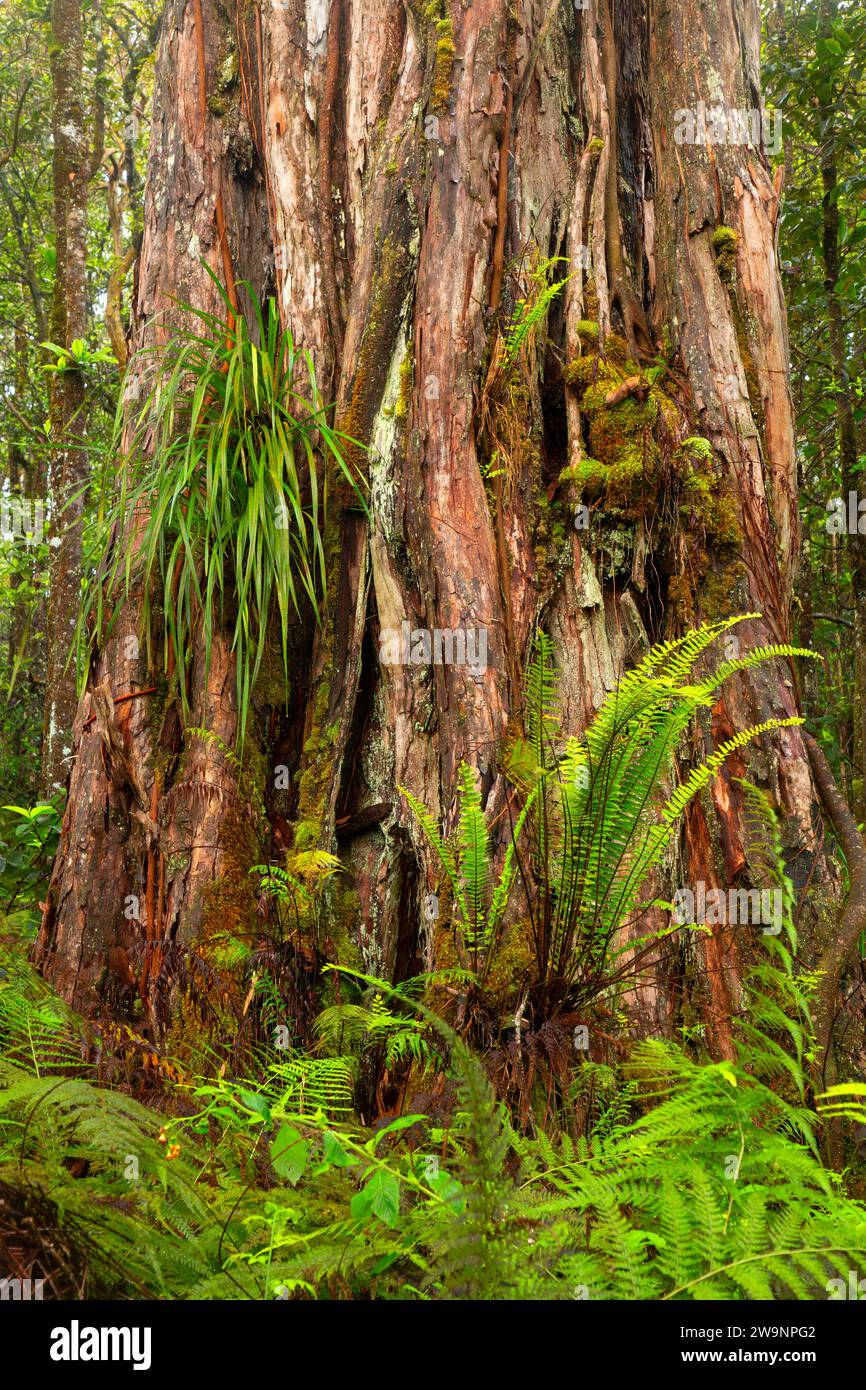 Forest along Native Forest Nature Trail, Kalopa Native Forest State ...