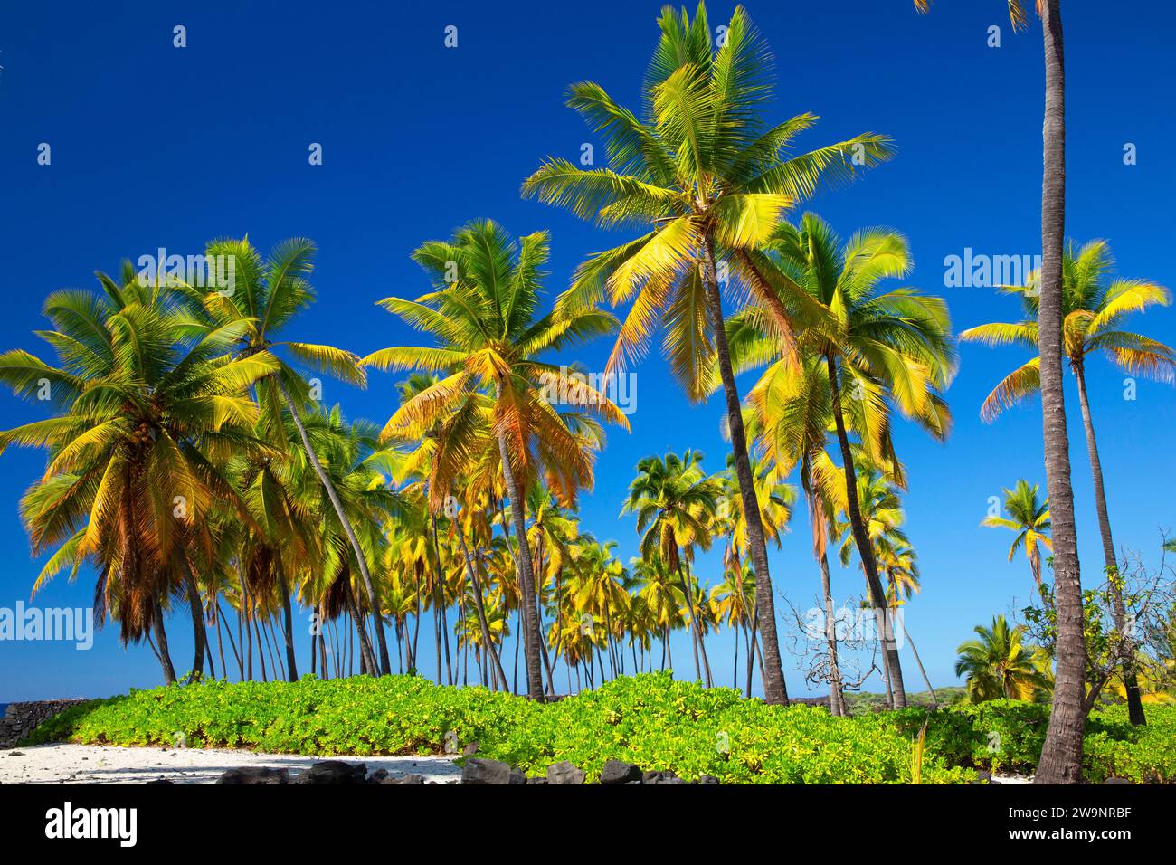 Kona hawaii palm trees hi-res stock photography and images - Alamy