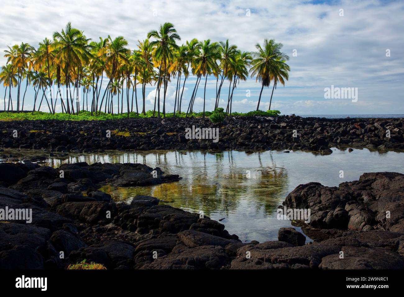 Kona hawaii palm trees hi-res stock photography and images - Alamy