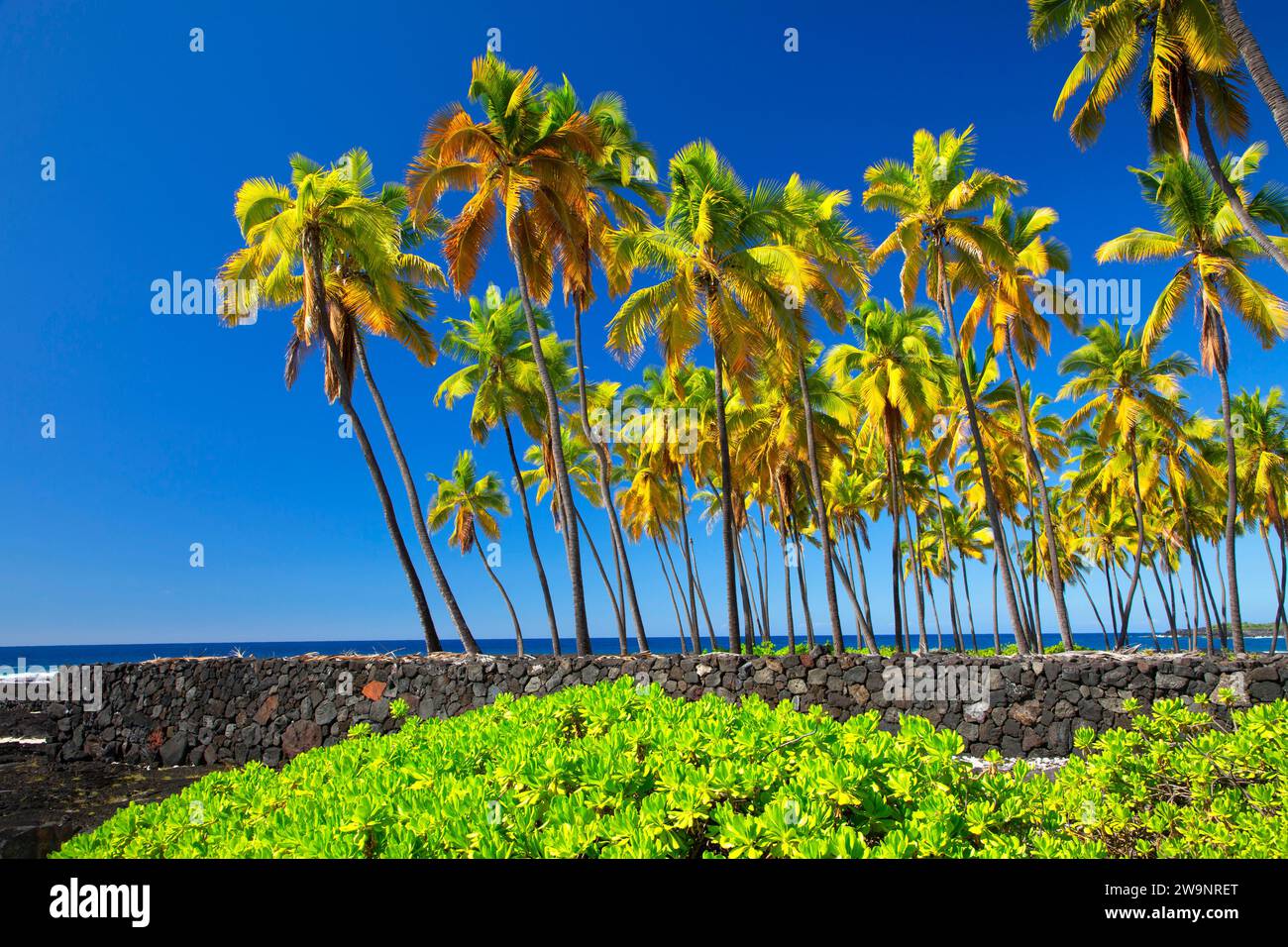 The Great Wall with Palm trees, Puuhonua o Honaunau National Historical ...