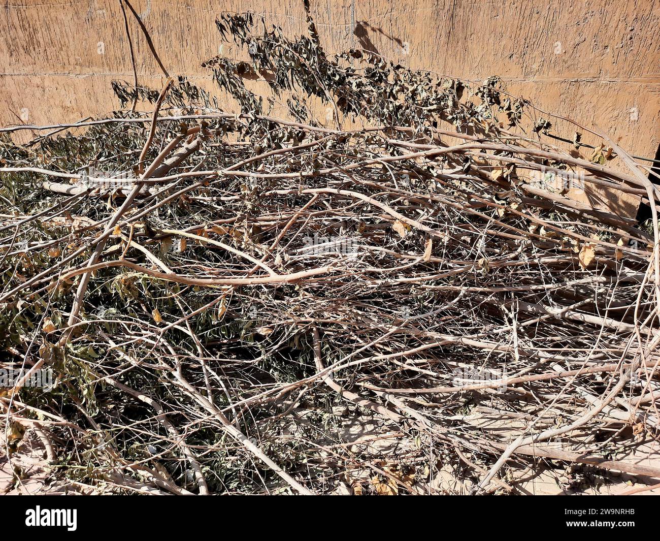 Pruning, a horticultural, arboricultural, and silvicultural practice ...