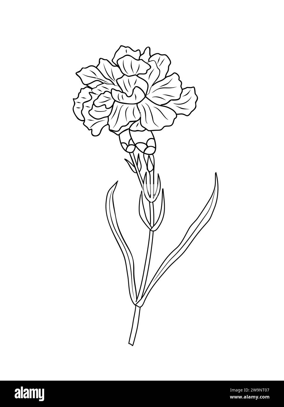 Carnation flower line art drawing vector isolated Stock Vector Image ...