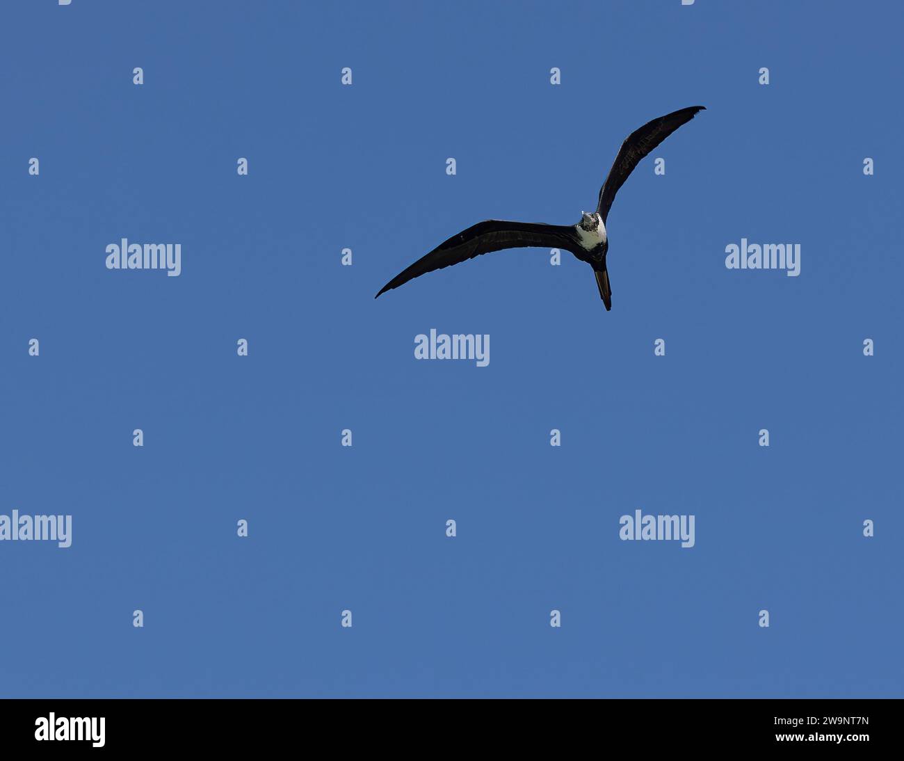 Frigatebird flight hi-res stock photography and images - Alamy