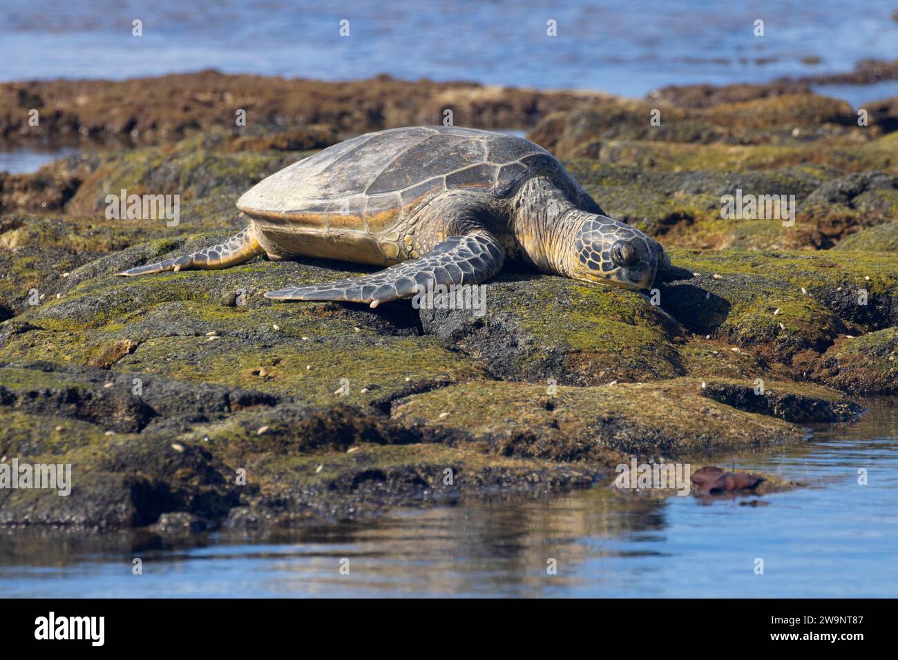Green sea turtle (Chelonia mydas), Ala Kahakai National Historic Trail ...
