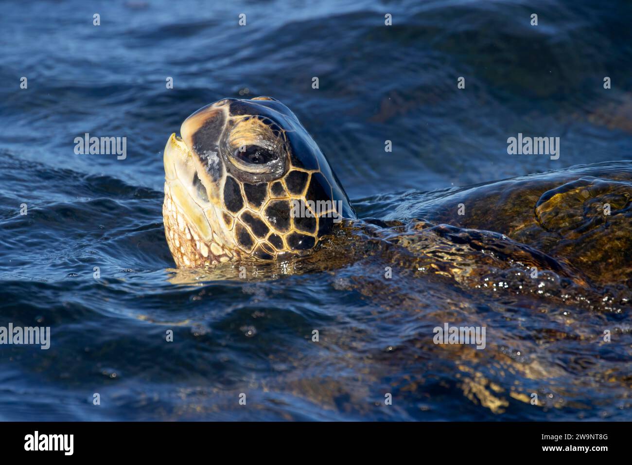 Green sea turtle (Chelonia mydas), Ala Kahakai National Historic Trail ...
