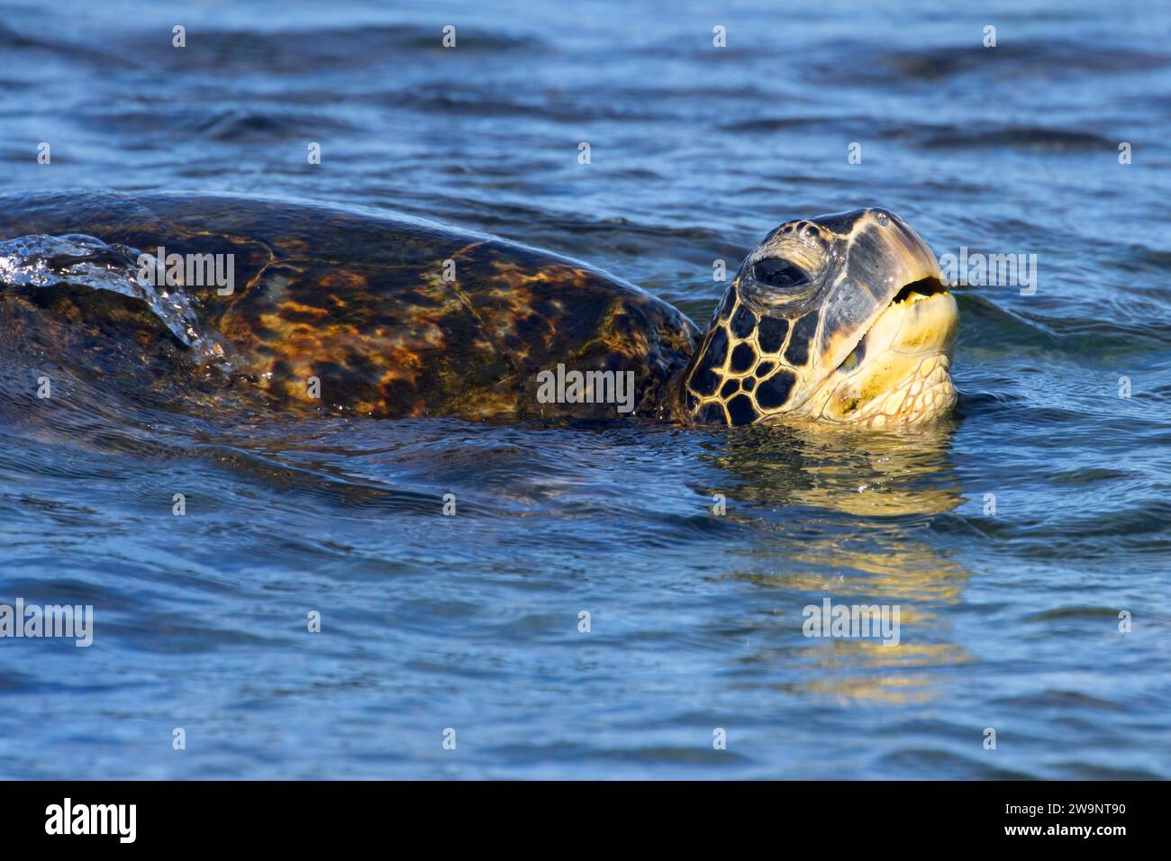 Green sea turtle (Chelonia mydas), Ala Kahakai National Historic Trail ...
