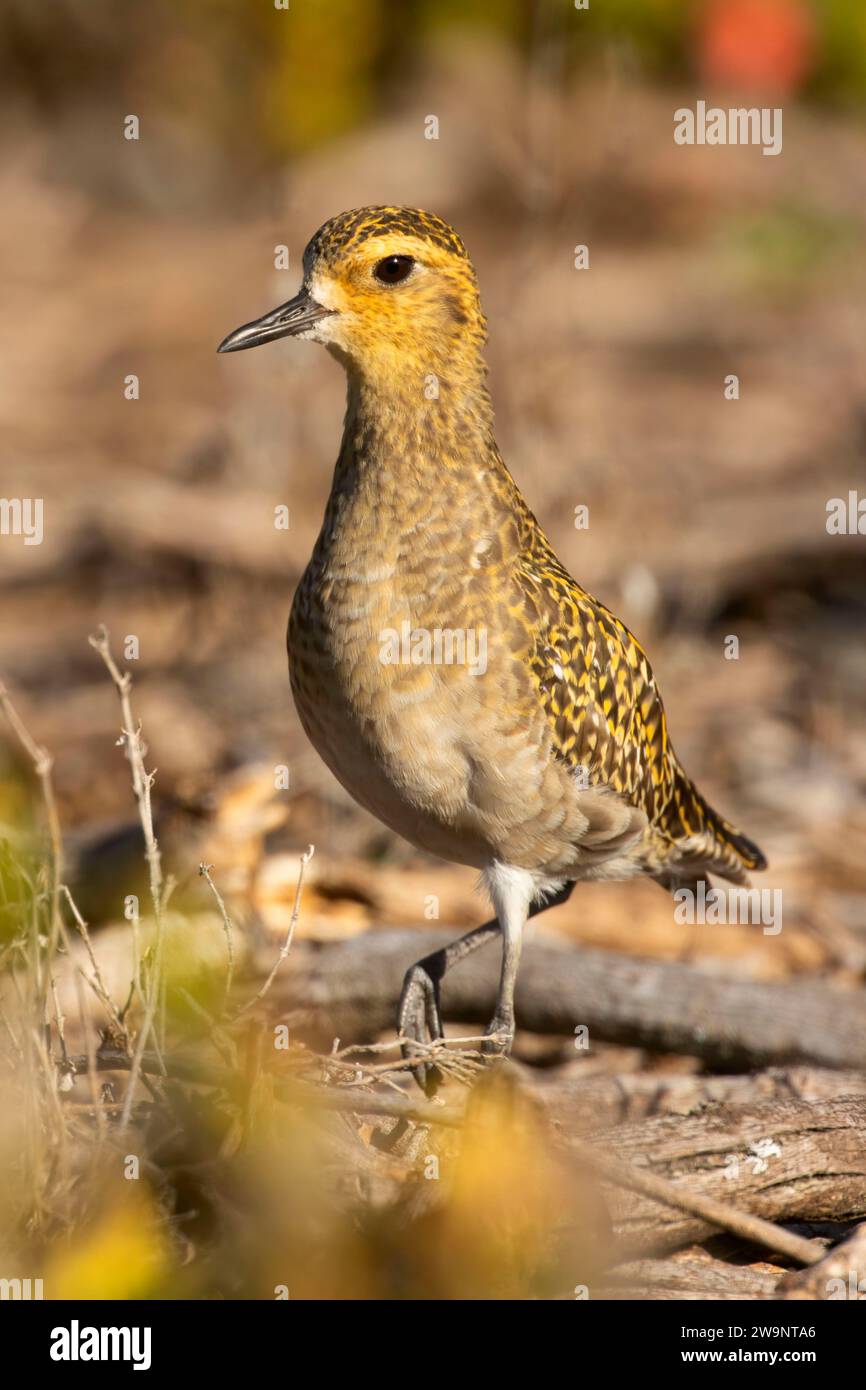 Pacific golden plover (Pluvialis fulva), Ala Kahakai National Historic ...