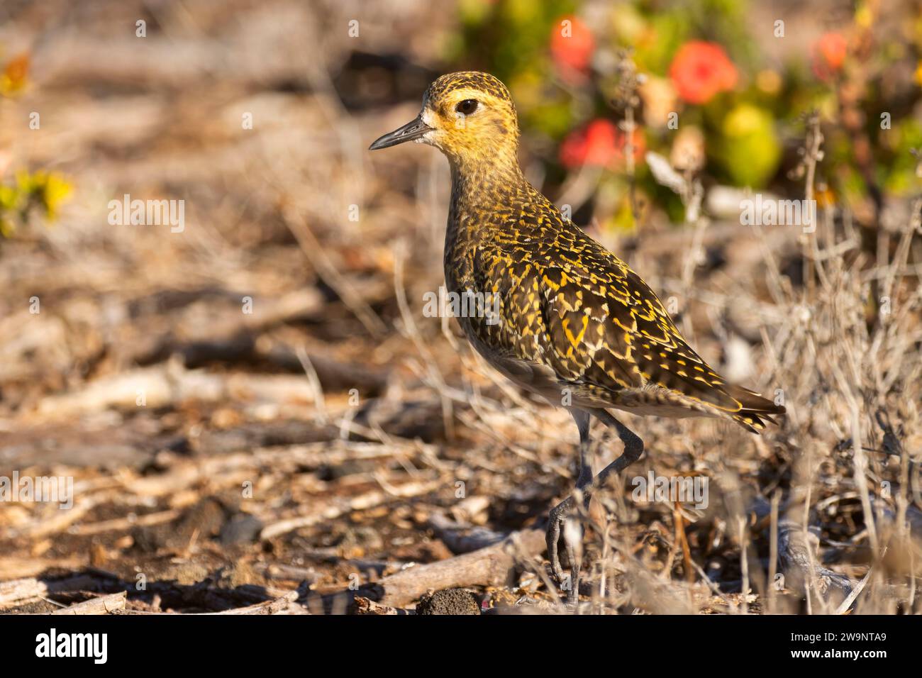 Pacific golden plover (Pluvialis fulva), Ala Kahakai National Historic ...