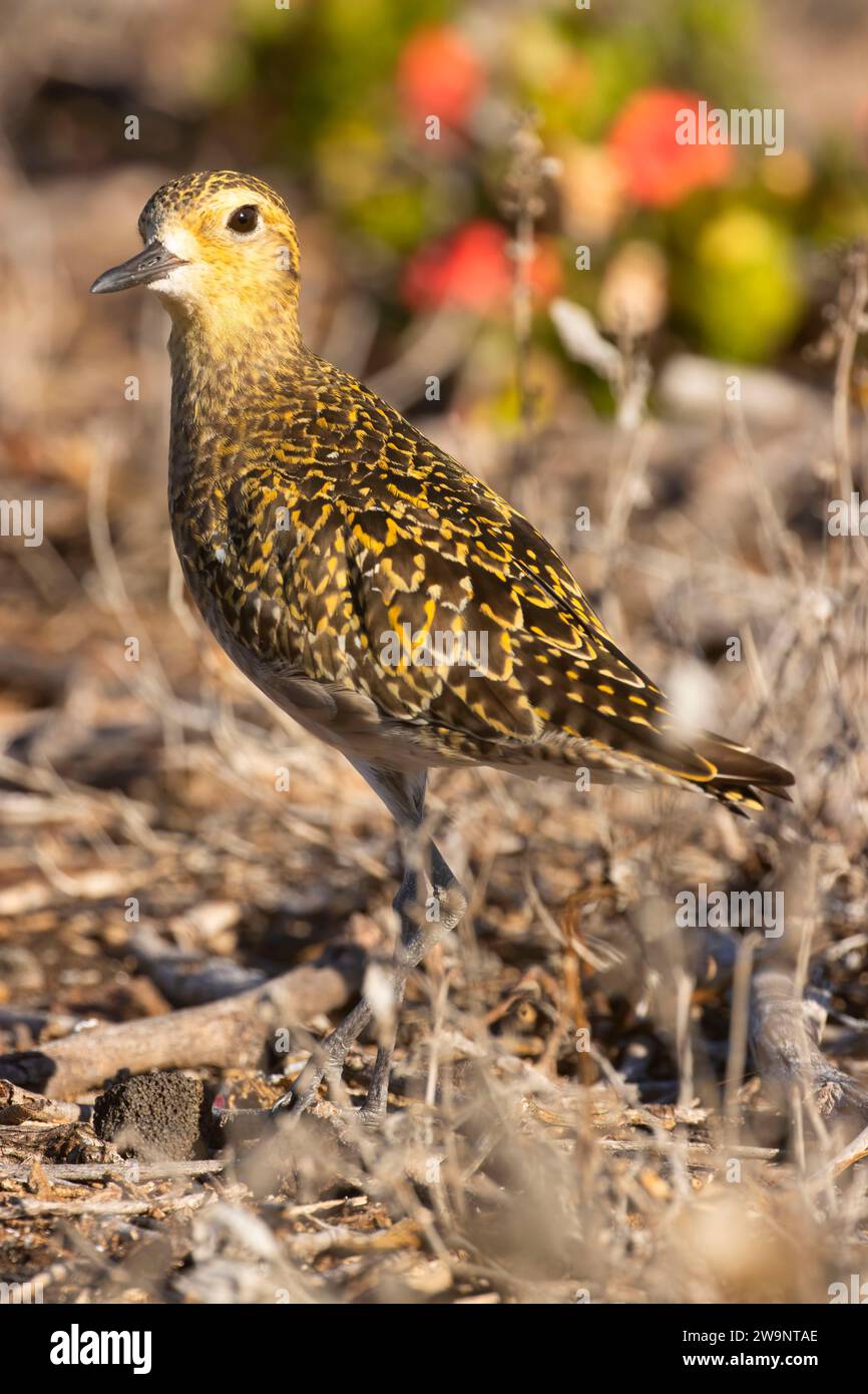 Pacific golden plover (Pluvialis fulva), Ala Kahakai National Historic ...