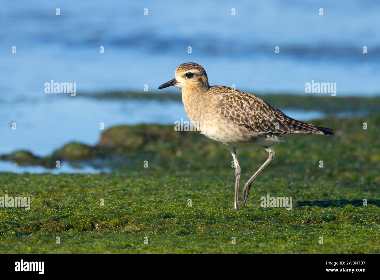 Pacific golden plover (Pluvialis fulva), Ala Kahakai National Historic ...