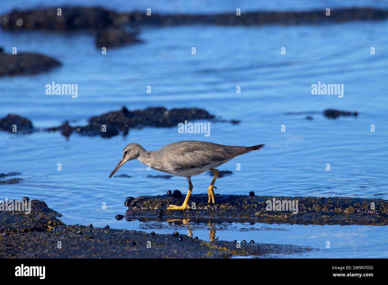 Wandering Tattler (Tringa incana), Ala Kahakai National Historic Trail ...