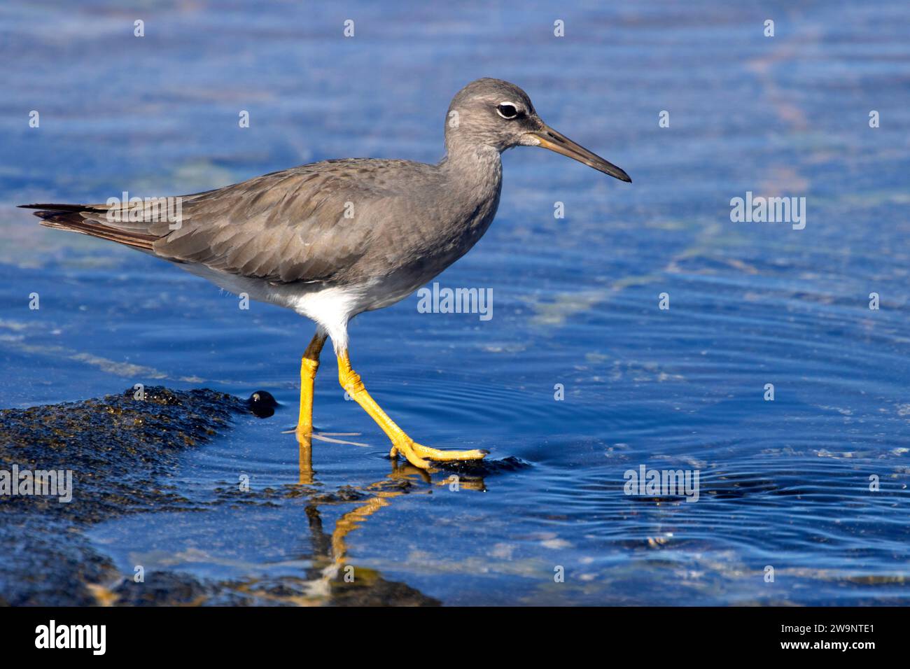 Wandering Tattler (Tringa incana), Ala Kahakai National Historic Trail ...
