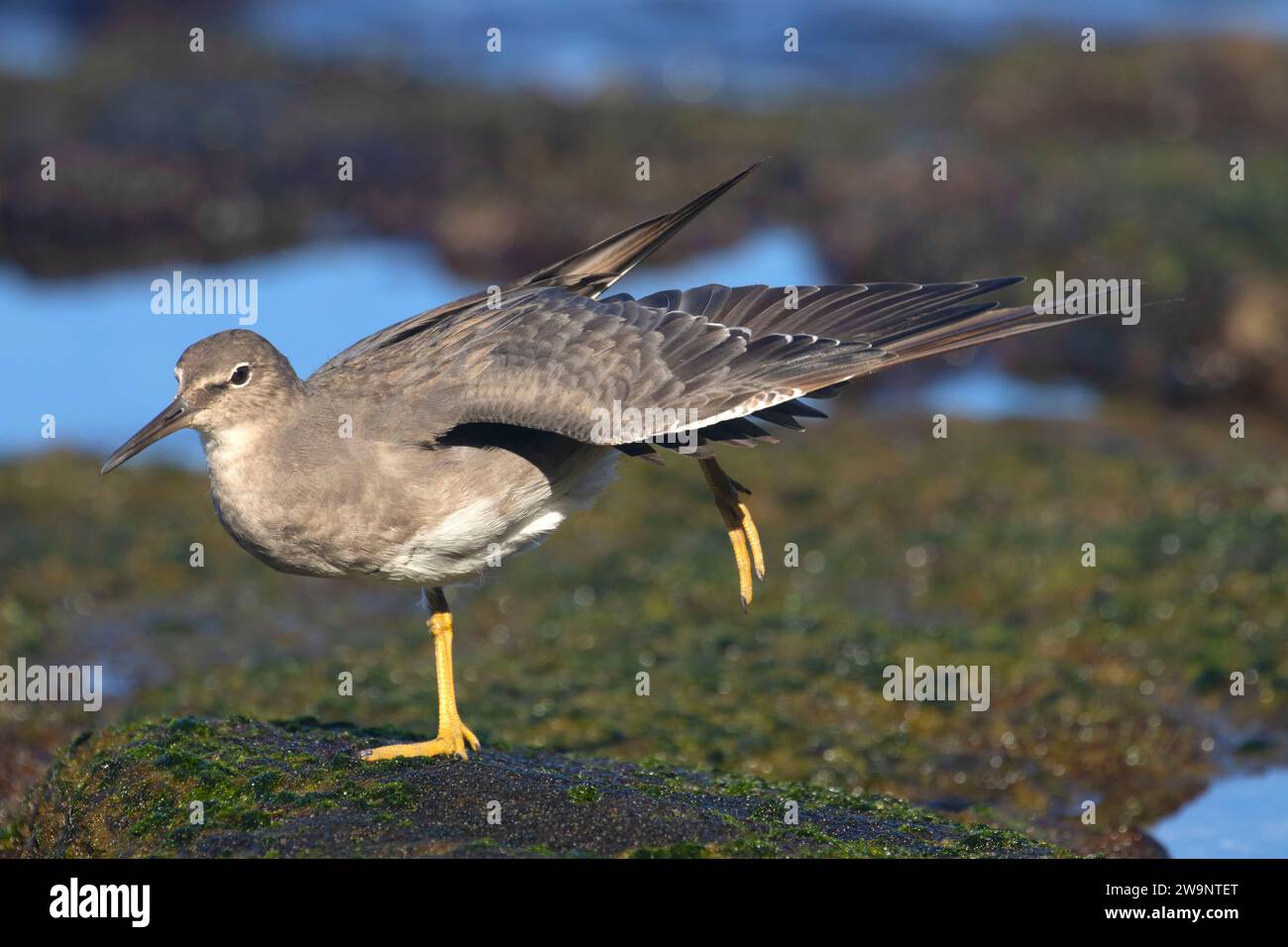 Wandering Tattler (Tringa incana), Ala Kahakai National Historic Trail ...