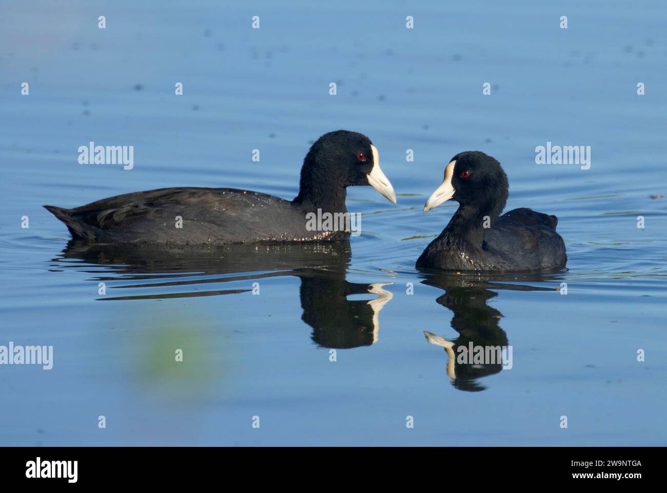 Hawaiian Coot (Fulica alai), Ala Kahakai National Historic Trail ...