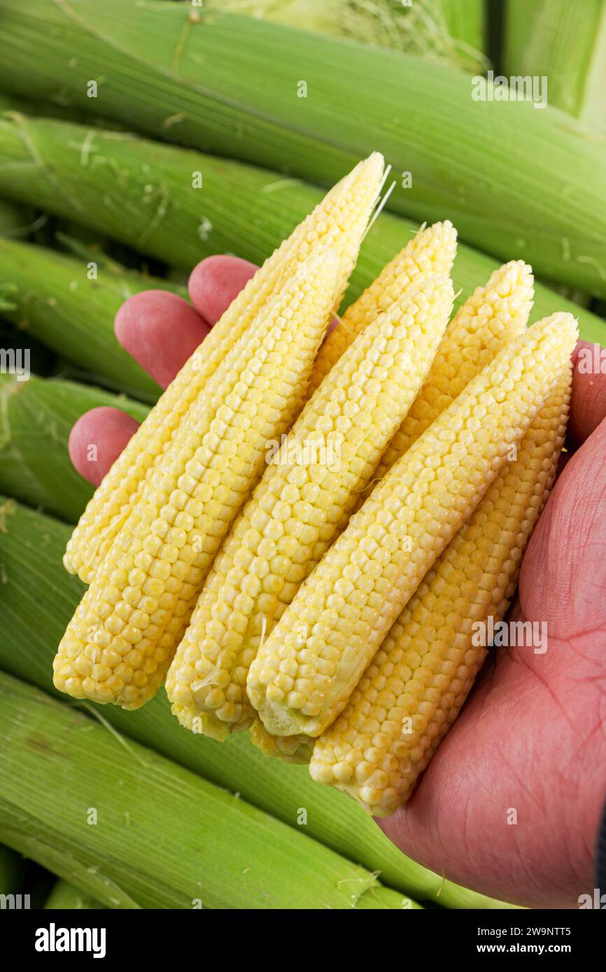 Baby corn snacks hi-res stock photography and images - Alamy