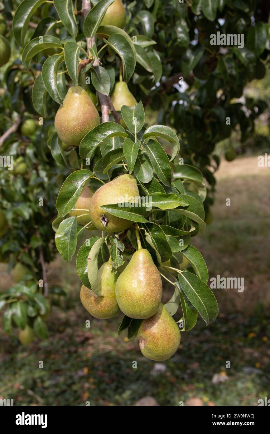 Pear tree in a vibrant fruit tree orchard in warm sunshine Stock Photo ...