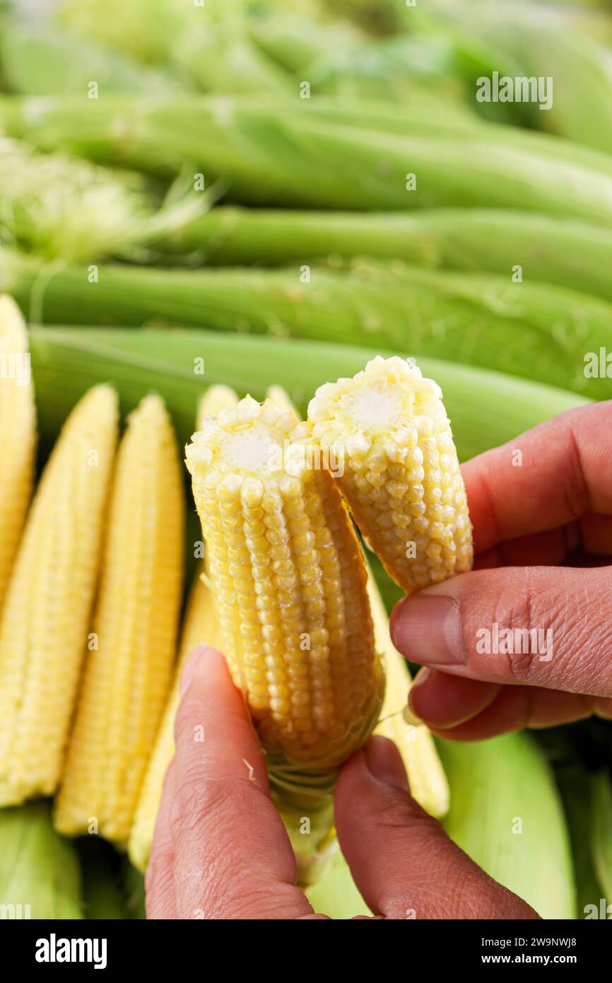 Images of baby corn, corn cobs, high quality images of corn Stock Photo ...